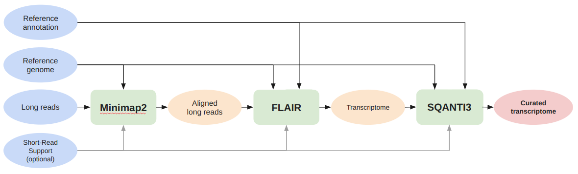 Stringtie2 Vs Flair Decoding Long Read Seq Transcriptomes 1106